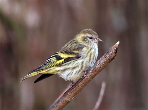 Pine Siskin Alchetron The Free Social Encyclopedia