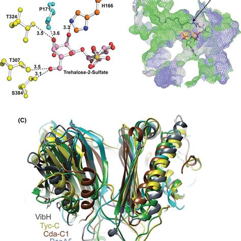Detailed Analysis Of The Acceptor And Donor Substrate Binding Sites A