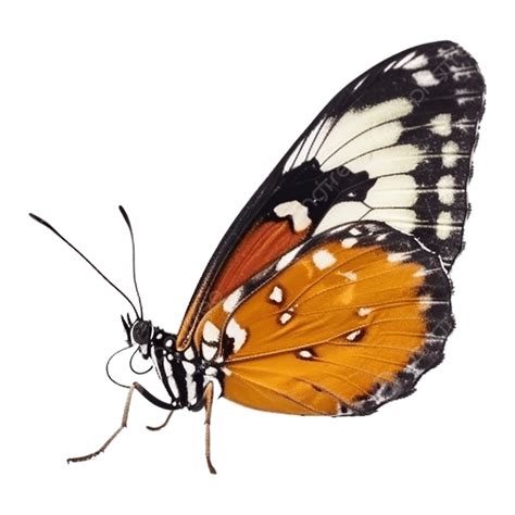 รูปผีเสื้อ แมลงตัวเล็กที่สวยงาม Png ผีเสื้อ Insect สวยภาพ Png และ