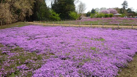 つくば市 高崎の森の桜を見てきました 活き活きPC園芸三昧 楽天ブログ