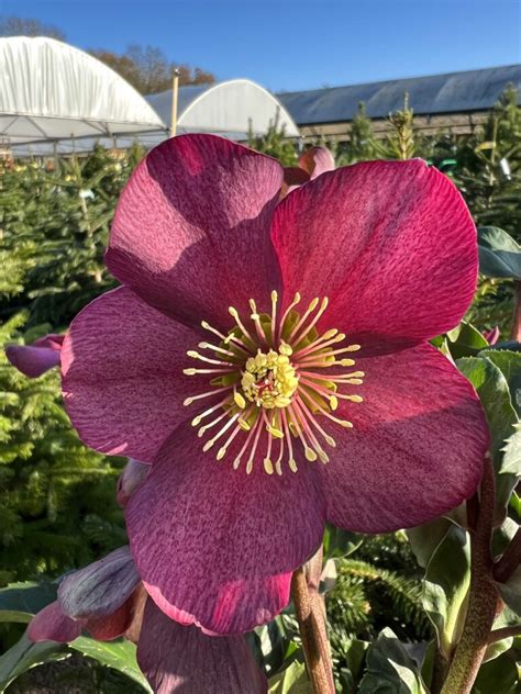 December Gardening Blog Polhill Garden Centrepolhill Garden Centre