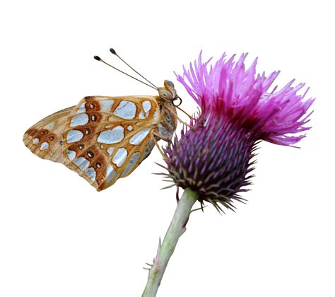 La Fundación Fundación Biodiversidad