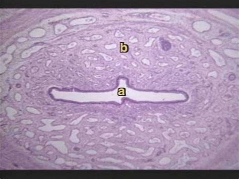 Testistestes And Penis Histology Reproductive Aandp Lab Practical Ii