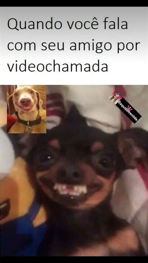 Pin De Grazi Fernandes Em Animais Fofos Memes Engraçados Whatsapp