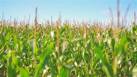 Corn Field Or Farm Closeup Detail To Crop Tops Camera Slide Slowly