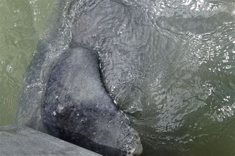 Manatee Spitting Water Stock Photo Image Of Swimming