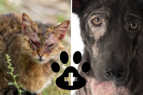 Mascota Remedios Caseros Para Curar La Sarna En Perros Y Gatos