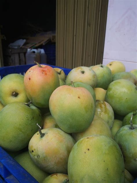 Jual Buah Mangga Gedong Gincu Mangga Manis Paling Enak Langsung Dari Petani KG Di Lapak