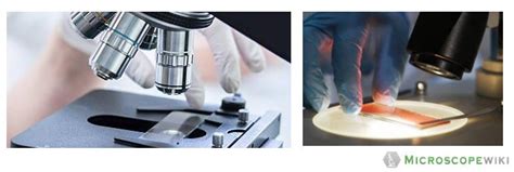 Parts Of The Microscope Labeled Diagrams Simple And Compound Microscope