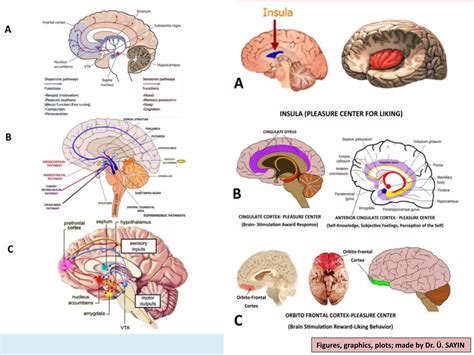 The neuroscience of desire, pleasure, love | PPTX