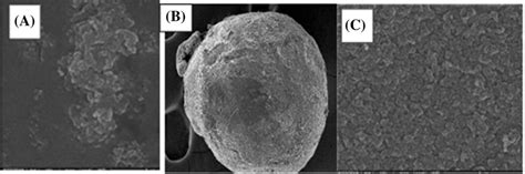 Sem Image Of Beads A Chitosan Beads B Cross Section Of Chitosan Beads C Download Scientific