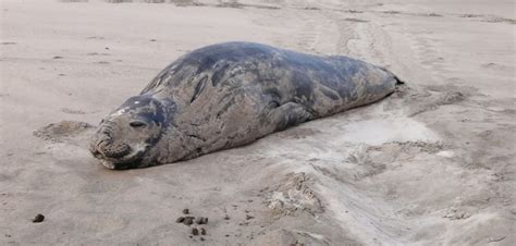 Elefante Marino Visita Isla De La Piedra En Mazatlán Son Playas