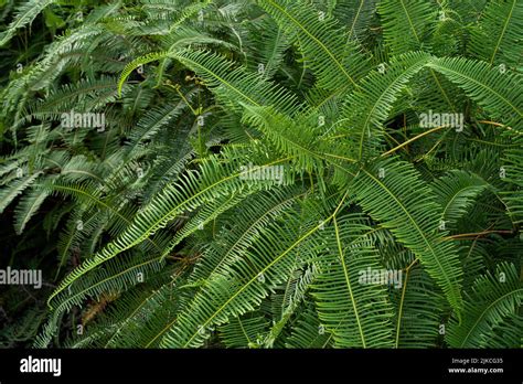 A Beautiful View Of Common Ferns In Malaysia Dicranopteris Linearis