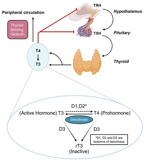 Ijms Free Full Text The Thyroid Hormone Axis And Female Reproduction