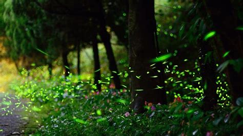 Fireflies Wallpapers Wallpaper Cave
