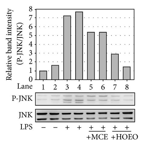 Inhibition Of Lps Induced Activation Of The Ikknf κb Pathway And Mapks