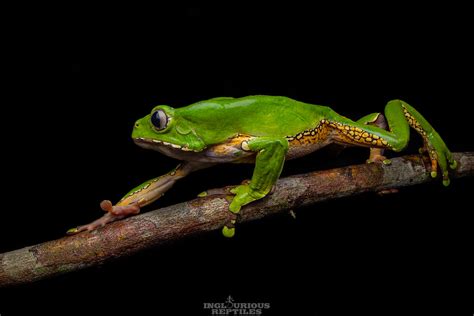 Phyllomedusa bicolor | Inglourious Reptiles | Flickr