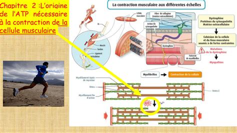 Solution Chapitre Atp Studypool