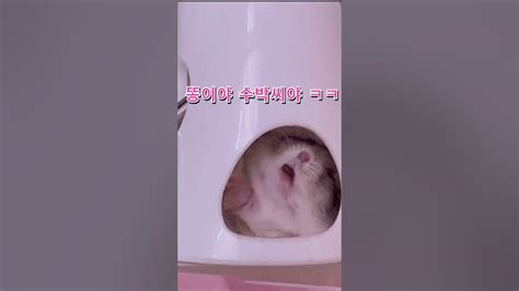 입에서 똥뱉는 ㅎㅐㅁㅅㅡㅌㅓ 🐹ㅈㅗㄹㅁㅕㄴㅅㅓ먹고 ㅇㅡㄴㄲㅗ 똥을 받아 뱉는 또리 햄멍 무해력 2025코리아트렌드 드워프햄스터 햄스터일상 햄스터똥 햄스터브이로그