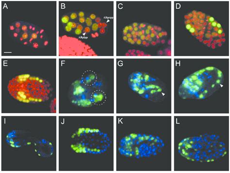 Cnd 1 Is Expressed In Embryonic Neuroblasts And Ventral Cord Motor