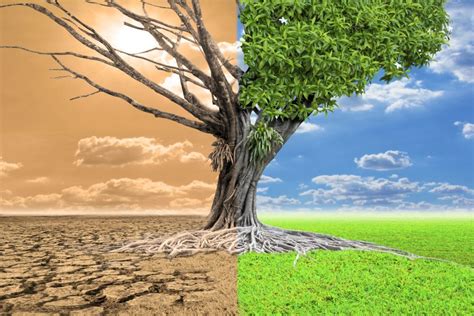 Efeitos Das Mudanças Climáticas Na Biodiversidade Ecologia Infoescola