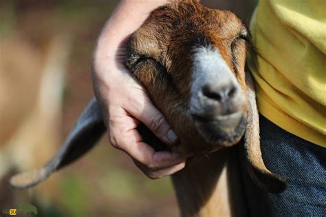 بز چوه؛ بز برزیلی مشهوری که در سن پایین به بلوغ جنسی می‌رسد و به