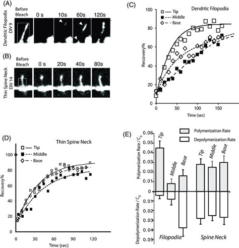 Quantification Of Actin Polymerization And Depolymerization Rates A Download Scientific