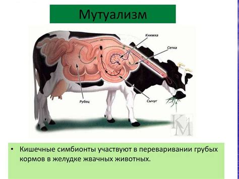 Прокариоты Уровни клеточной организации презентация онлайн