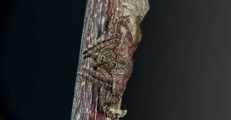 Real Monstrosities Wrap Around Spider