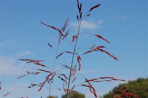我が家の水中の生き物たち セイバンモロコシ