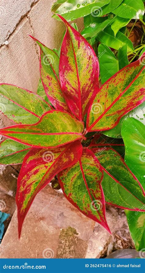 Ornamental Plants In Beautiful And Attractive Pots To Decorate The