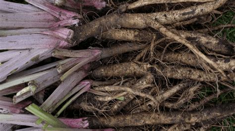 Burdock Root Stir Fry Eatweeds Handmade By Robin Harford