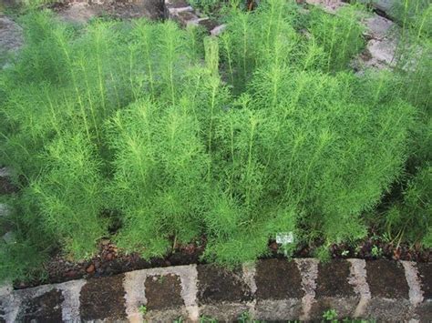 How To Grow Dill In Tropics