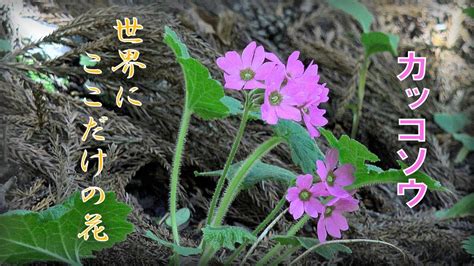 世界にここだけの花 ～鳴神山のカッコソウ～ 2023年4月27日撮影 Flowers Only Here In The World 小平の