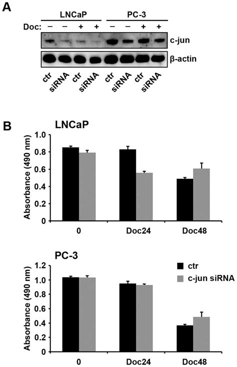determination of c jun sirna a western blotting analysis showing