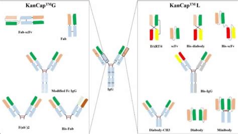 Novel Affinity Resins Enabling The Purification Of Next Generation