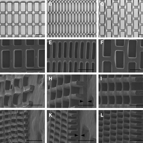One Layered 1l Polyglycerol Sebacate Pgs Scaffolds With Precisely Download Scientific