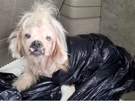 Nonno Di Anni Saluta Per Sempre Il Cane In Modo Commovente