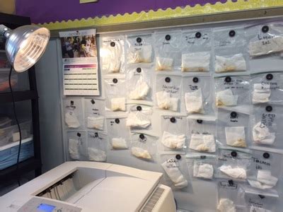 Planting A Lima Beans Ms Lohitsa S Science Classes