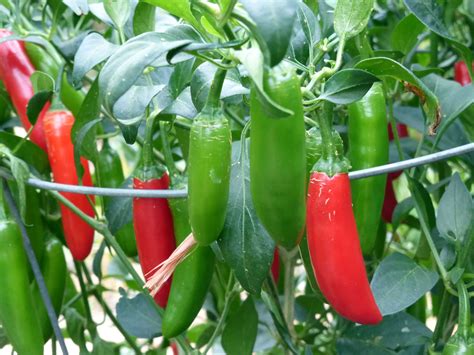 Serrano Pepper Plants Angel Vegetable