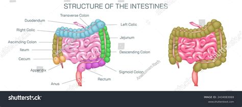 Small Intestine Divided Into Duodenum Jejunum Stock Vector Royalty Free 2434083069 Shutterstock