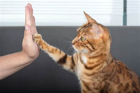 Miralax For Cats Our Vet Explains Dosages Uses And Side Effects Catster