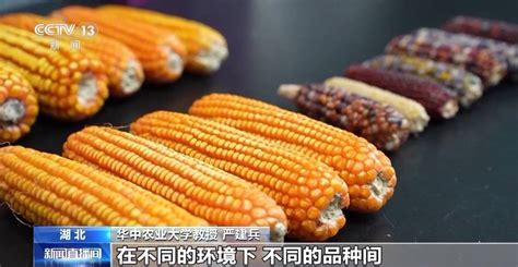 让玉米收获期籽粒快速脱水 我国科学家找到关键基因严建兵含水量机械