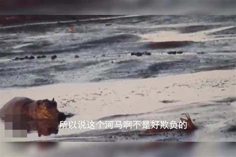 狮子面对地球上最残酷的动物时会发生什么 狮子VS河马鳄鱼 狮子 时会 动物
