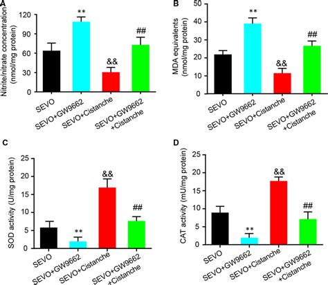 Cistanche Inhibits The Oxidative Stress Induced By Sevoflurane In A