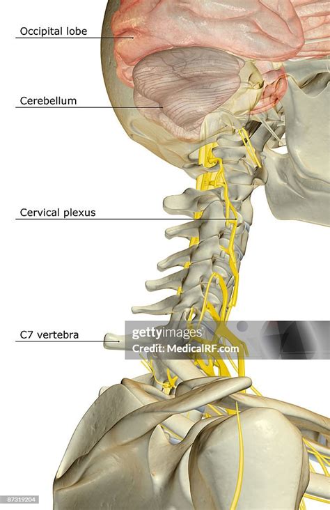 The Nerve Supply Of The Neck High Res Vector Graphic Getty Images
