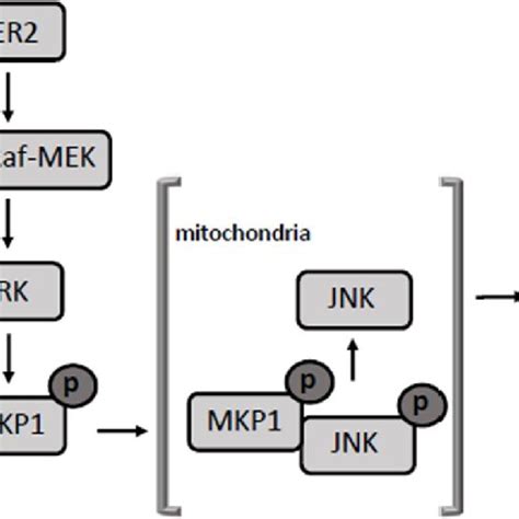 Schematic Representation Of Mkp1 Mediated Survival Pathway Human