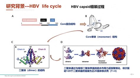 认识hbv Dna复制过程中的精细调控 蛋白 Pgrna Core