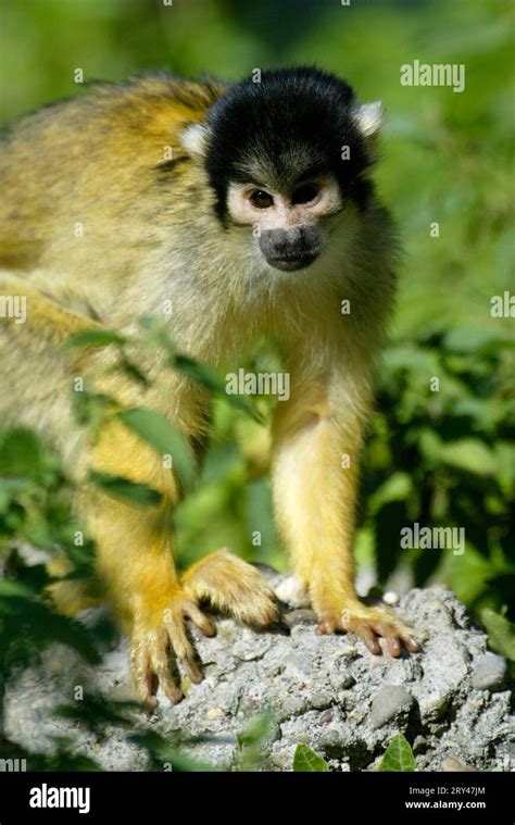 Common Squirrel Monkey Saimiri Sciureus Squirrel Monkey Stock Photo