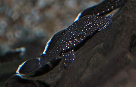 L183 Ancistrus Dolichopterus Aquarium Vissen — Aquariumplantenshop